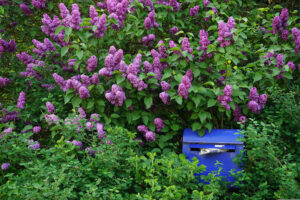 How Fast Do Lilac Bushes Grow? 4 Tips & Tricks | Home Grail