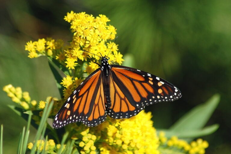 20 Most Common Types of Butterflies in Tennessee (With Pictures) | Home ...