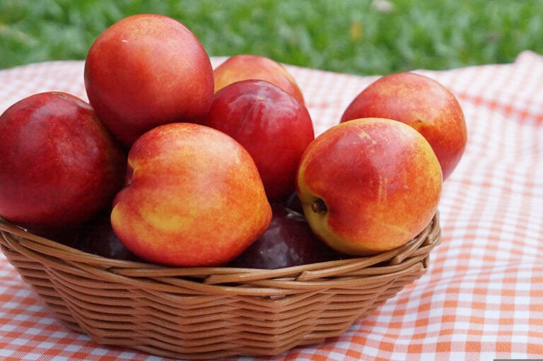 56 Nectarine Varieties: An Overview (With Pictures) | Home Grail