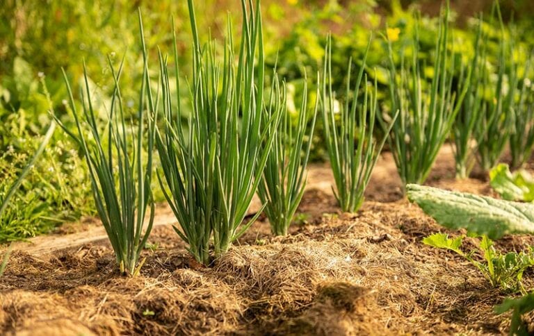 15 Companion Plants for Onions (With Pictures) | Home Grail
