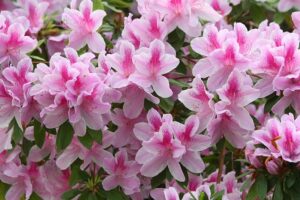 When Do Azaleas Bloom? How Long Is the Season | Home Grail