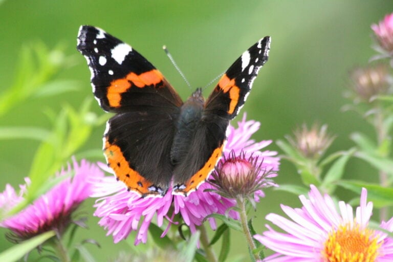 20 Most Common Types of Butterflies in Tennessee (With Pictures) | Home ...