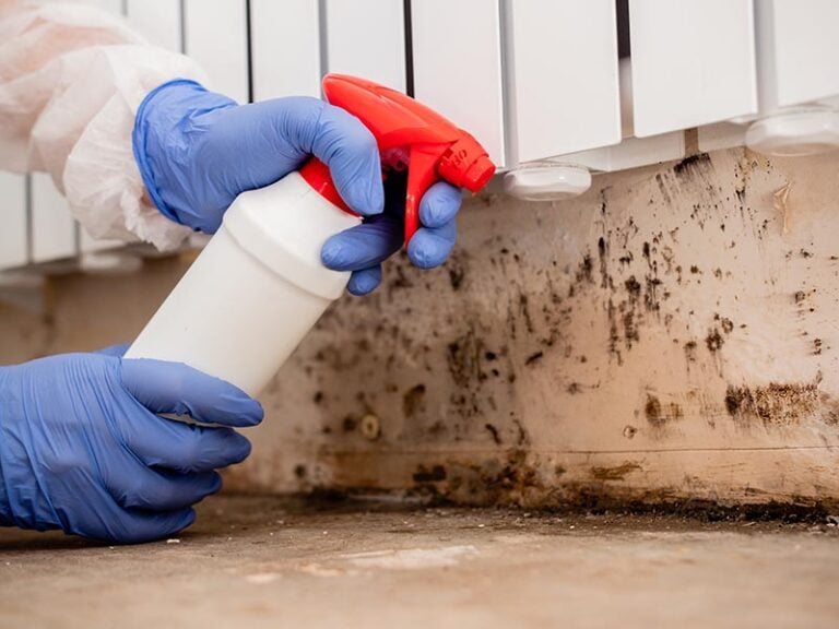 What Does Mold Look Like on Drywall? 7 Signs to Watch Out For | Home Grail