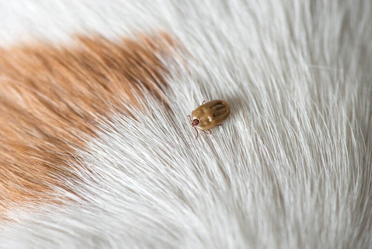 21 Types of Ticks in the UK (With Pictures) | Home Grail
