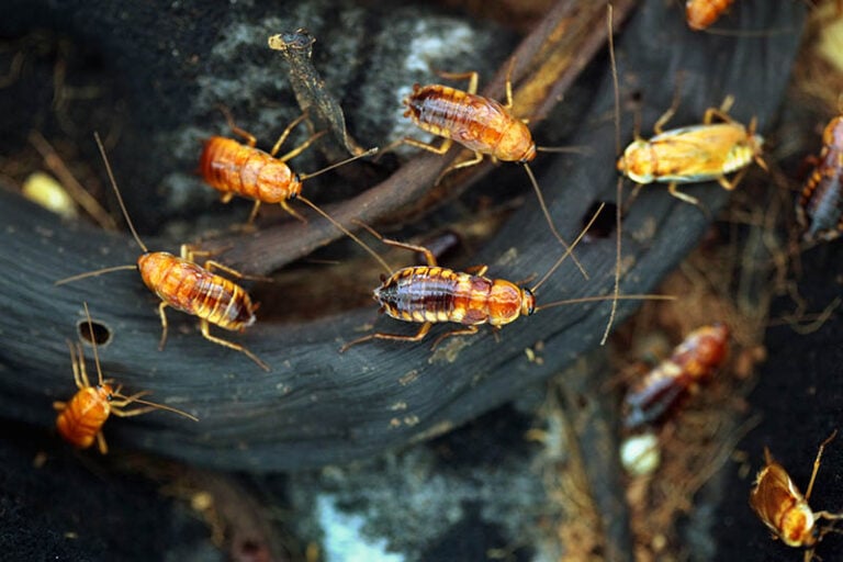 10 Types of Cockroaches in California (With Pictures) | Home Grail