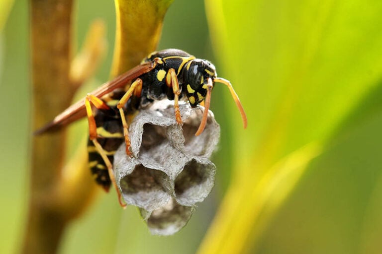 5 DIY Fake Wasp Nests You Can Make Today (With Pictures) | Home Grail