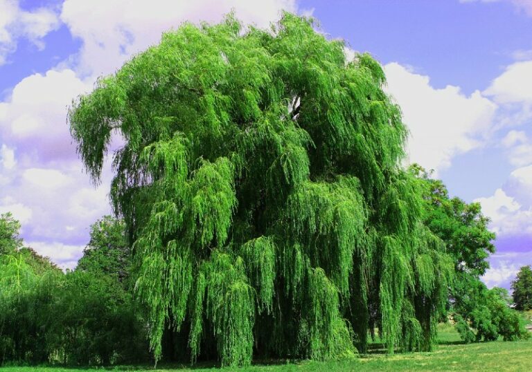 19 Different Types of Willow Trees (With Pictures) | Home Grail