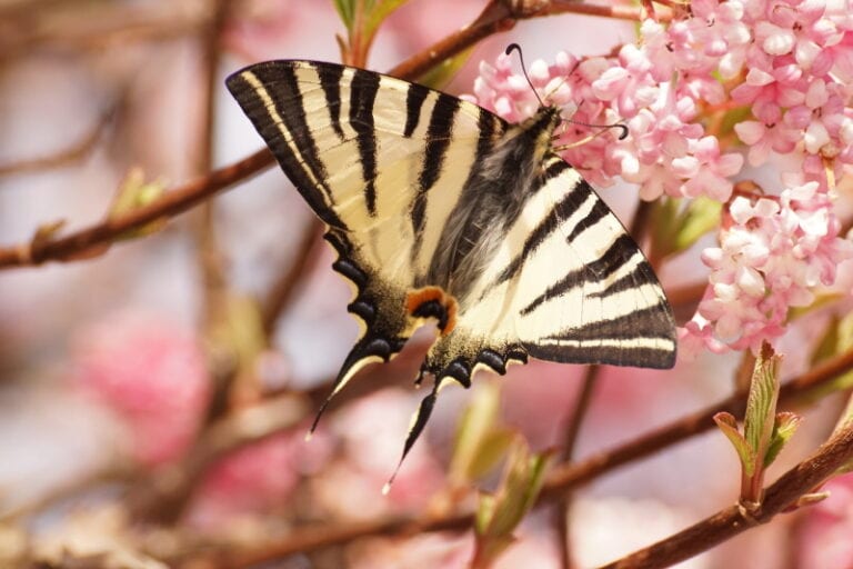 17 Most Common Types of Butterflies in Washington (With Pictures ...