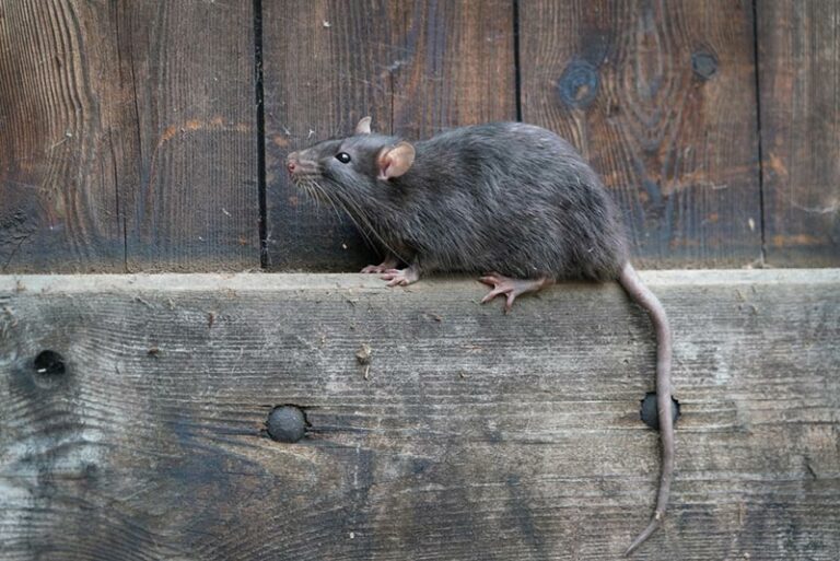 Are There Rats in Canada? 4 Common Types (With Pictures) | Home Grail