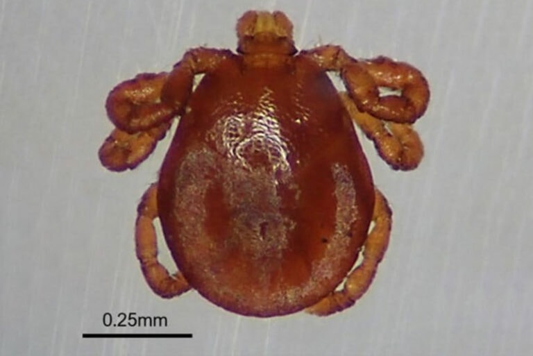 7 Types of Ticks in Utah (With Pictures) | Home Grail