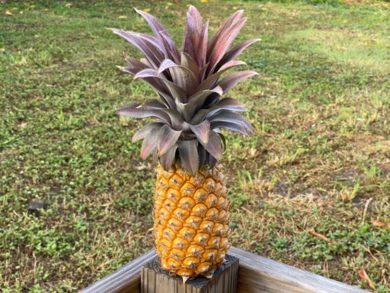 27 Different Types of Pineapples: An Overview (With Pictures) | Home Grail
