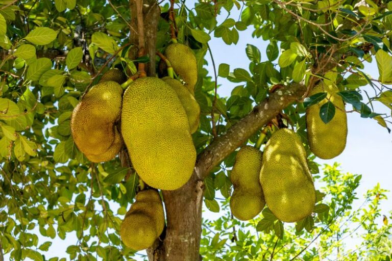 17 Types of Jackfruits: An Overview (With Pictures) | Home Grail
