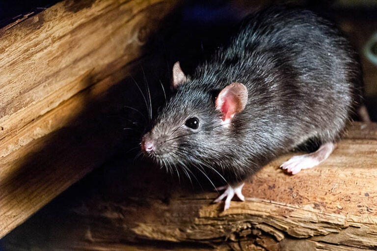 Are There Rats in Canada? 4 Common Types (With Pictures) | Home Grail