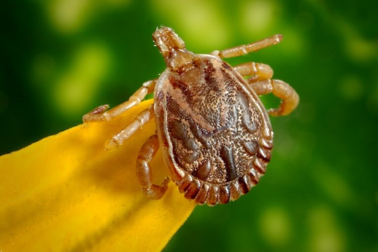 6 Types of Ticks in Idaho (With Pictures) | Home Grail