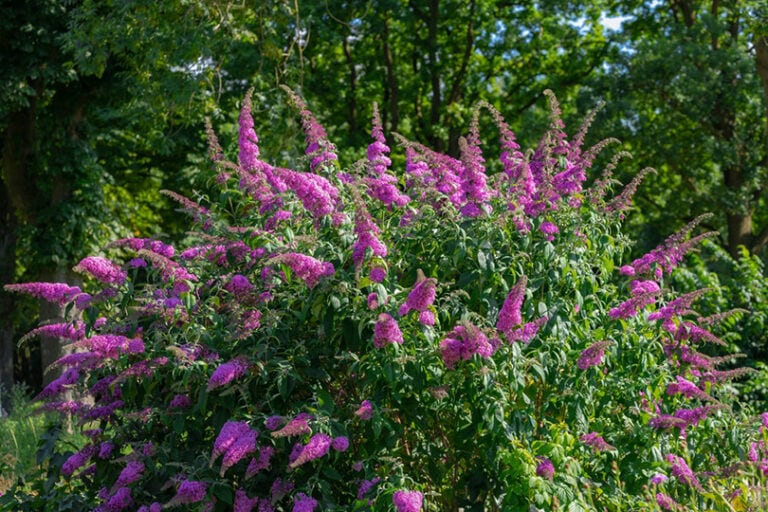 5 Tips on When and How to Prune Butterfly Bushes (In-Depth Guide ...