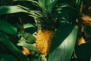 27 Different Types of Pineapples: An Overview (With Pictures) | Home Grail