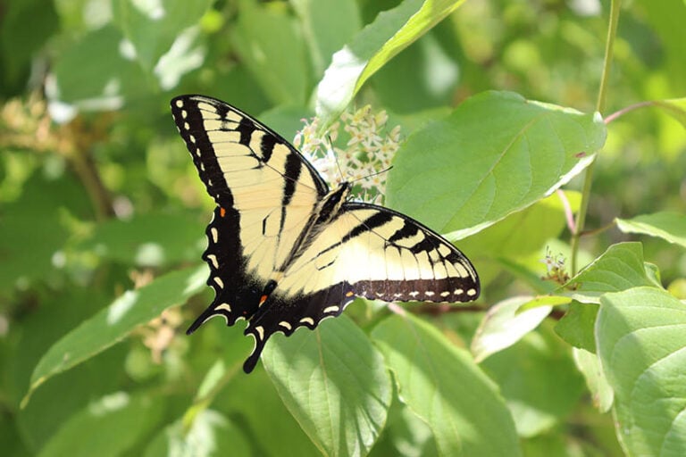 20 Most Common Types of Butterflies in Canada (With Pictures) | Home Grail