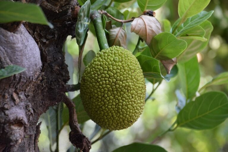 17 Types of Jackfruits: An Overview (With Pictures) | Home Grail