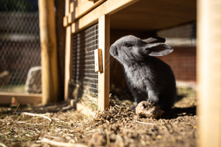 9 Amazing DIY Rabbit Hutch Plans You Can Make Today (With Pictures ...