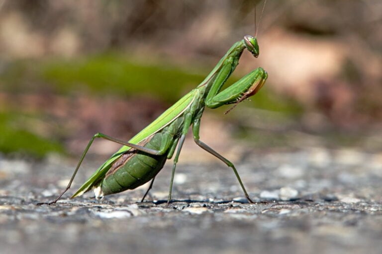 What Is the State Insect of Connecticut? Origin & Facts | Home Grail