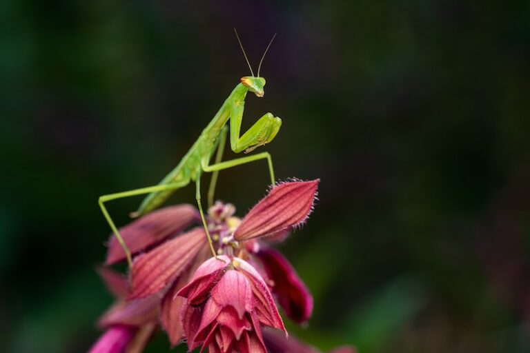What Is the State Insect of Connecticut? Origin & Facts | Home Grail