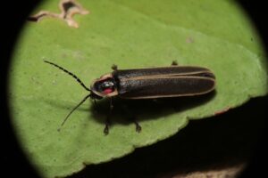 What is the State Insect of Tennessee? How Was It Decided? | Home Grail