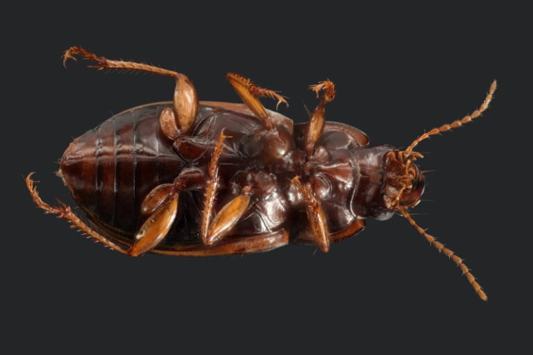 7 Types of Cockroaches in Florida (With Pictures) | Home Grail