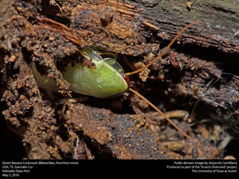 14 Types of Cockroaches (With Pictures) | Home Grail