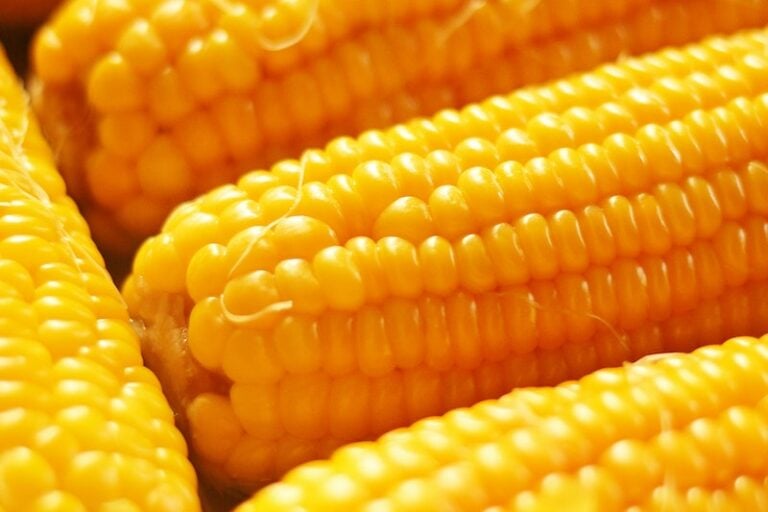 10 Best Sweet Corn Varieties to Grow at Home (With Pictures) | Home Grail