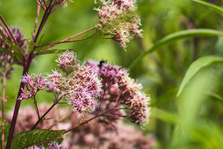 63 Wildflowers That Grow in Nebraska (Identification Guide with ...