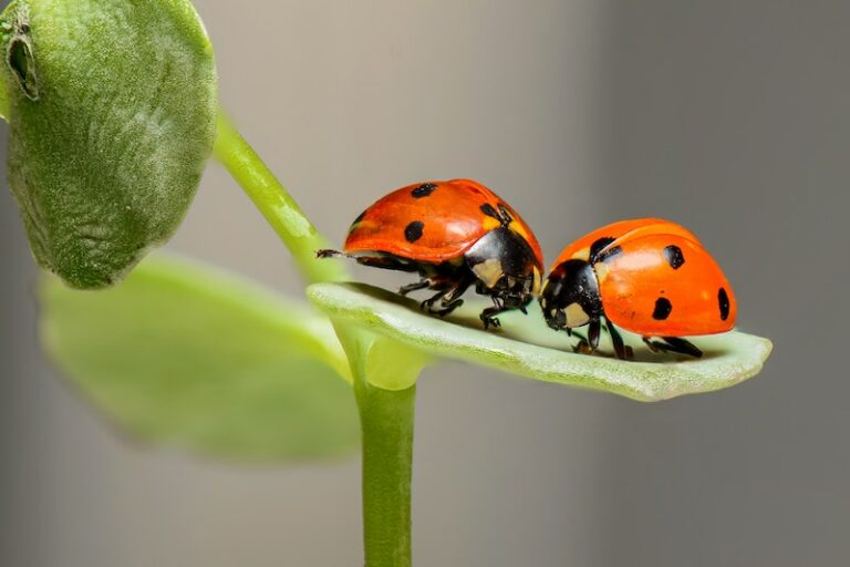 How Many Legs Does a Ladybug Have? Insect Anatomy Explained | Home Grail