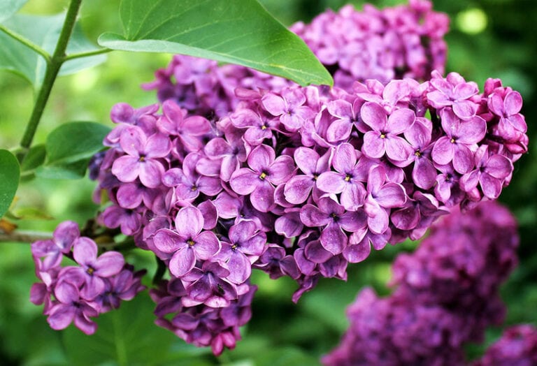 18 Companion Plants for Lilacs (With Pictures) | Home Grail