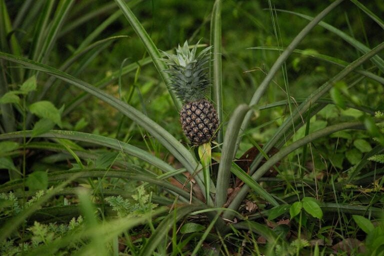 27 Different Types of Pineapples: An Overview (With Pictures) | Home Grail