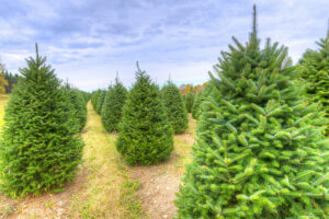 Spruce vs. Fir vs. Pine Trees: What’s the Difference? | Home Grail