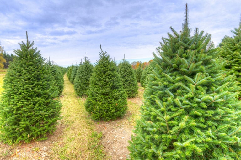 Spruce vs. Fir vs. Pine Trees: What’s the Difference? | Home Grail