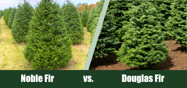 Noble Fir vs. Douglas Fir Trees — What's the Difference? | Home Grail