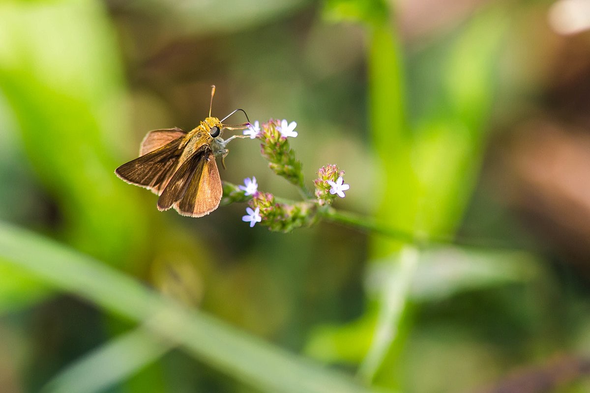 30 Most Common Types of Butterflies in Massachusetts (With Pictures ...
