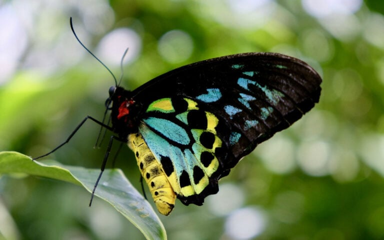 25 Most Common Types of Butterflies in Australia (With Pictures) | Home ...