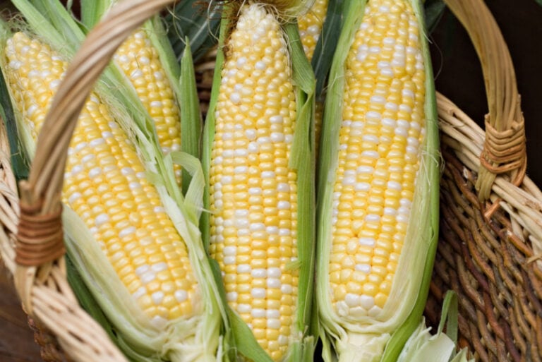 10 Best Sweet Corn Varieties to Grow at Home (With Pictures) | Home Grail