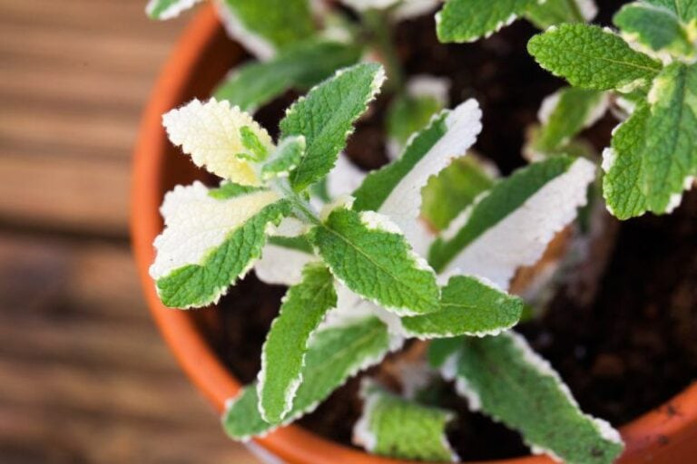 11 Types of Mint to Grow in Your Garden (with Pictures) | Home Grail