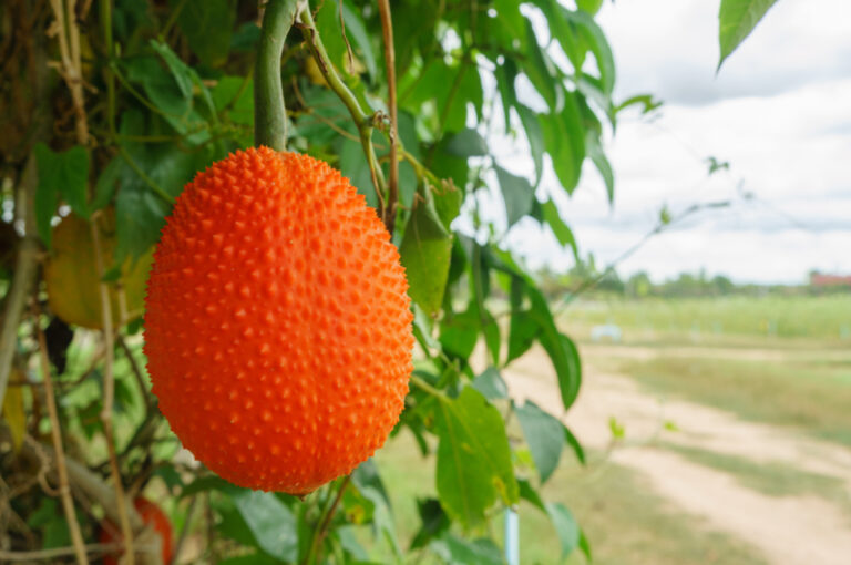 17 Types of Jackfruits: An Overview (With Pictures) | Home Grail
