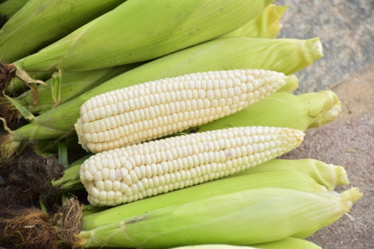 10 Best Sweet Corn Varieties to Grow at Home (With Pictures) | Home Grail