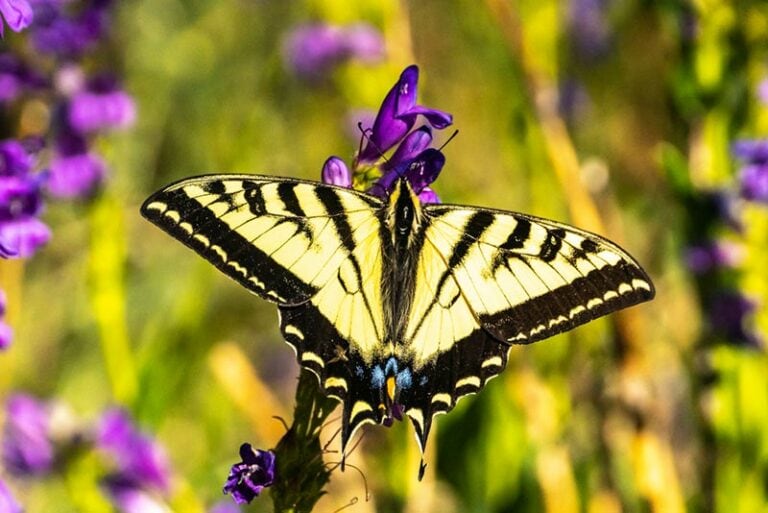 17 Most Common Types of Butterflies in Washington (With Pictures ...