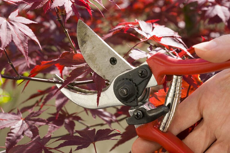 When and How to Prune Japanese Maple - 5 Tips and Tricks | Home Grail