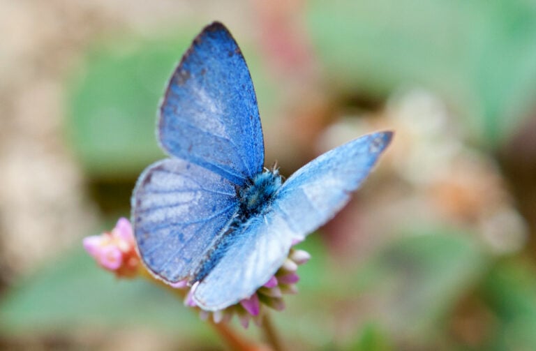 15 Most Common Types of Butterflies in Kentucky (With Pictures) | Home ...