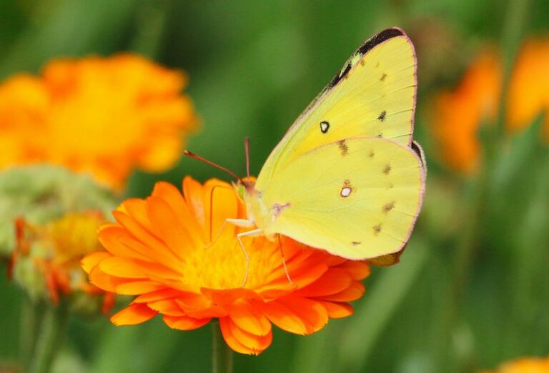 17 Most Common Types of Butterflies in Washington (With Pictures ...
