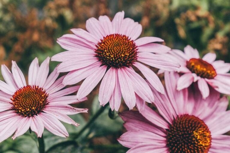 63 Wildflowers That Grow in Nebraska (Identification Guide with ...
