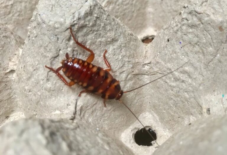 14 Types of Cockroaches (With Pictures) | Home Grail