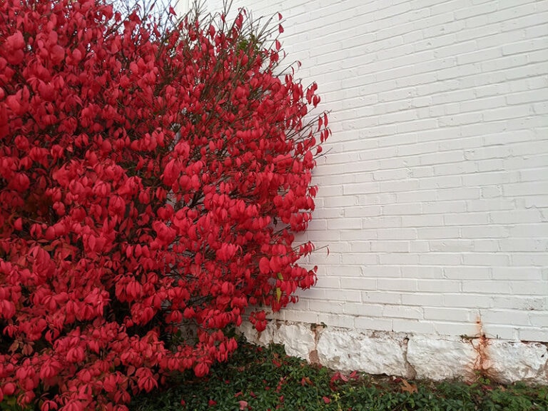 When & How to Prune Burning Bush: 4 Expert Tips | Home Grail