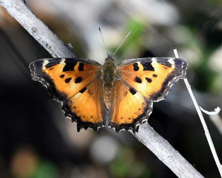 17 Most Common Types of Butterflies in Washington (With Pictures ...